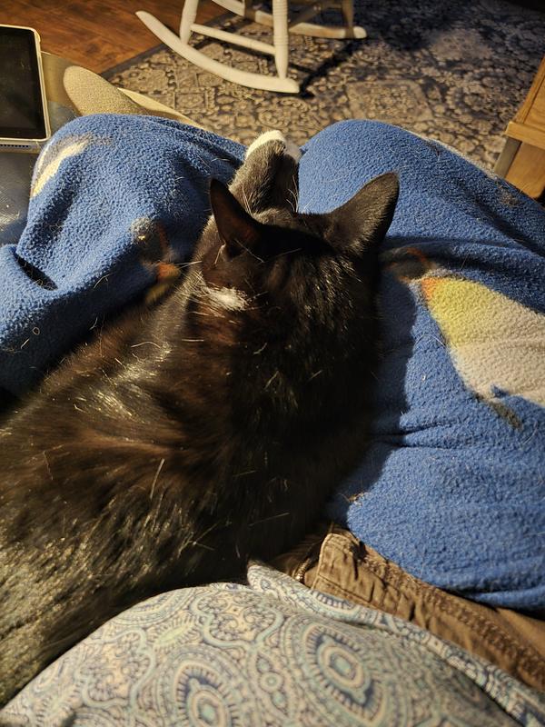 PROFLORA Powder Digestive Supplement for Cats, 30 servings - Chewy.com