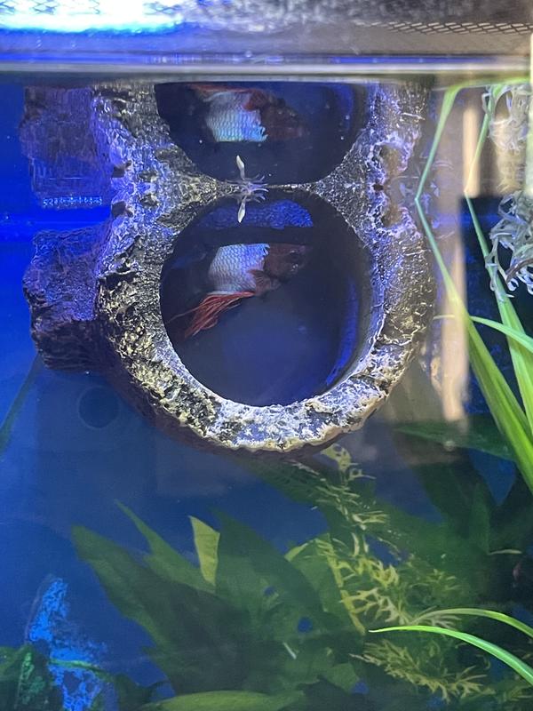 ZOO MED Floating Betta Log - Chewy.com