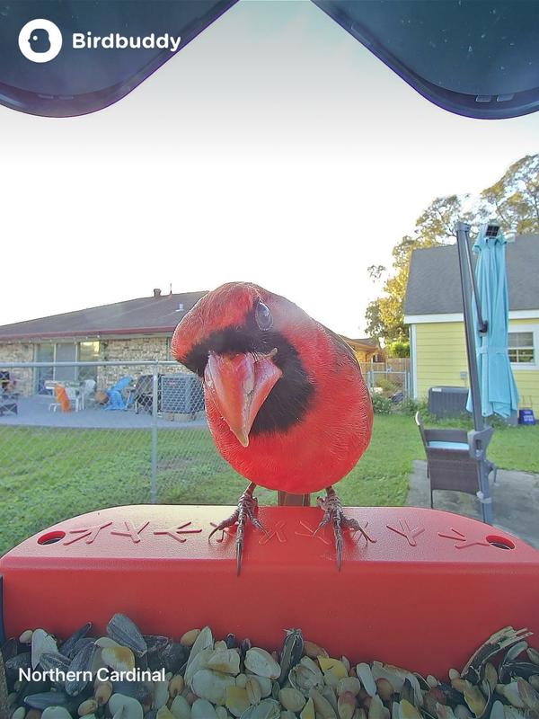 Temporarily Unavailable - BIRD BUDDY PRO Solar Smart Bird Feeder, Blue ...