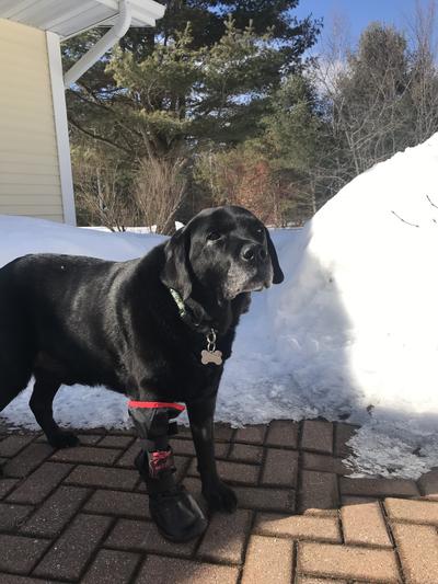 MEDIPAW Rugged Dog & Cat Protective Boot, Small - Chewy.com