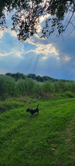 PATPET P920 Outdoor Dedicated 1300M Remote Dog Training Collar - Chewy.com