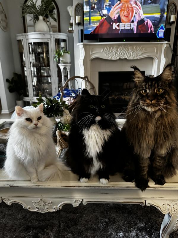 CATIT Creamy Assorted Multipack Cat Treat Tube, 12 count - Chewy.com