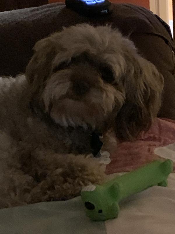 MULTIPET Loofa "Ruff" Latex Squeaky Dog Toy, Color Varies - Chewy.com