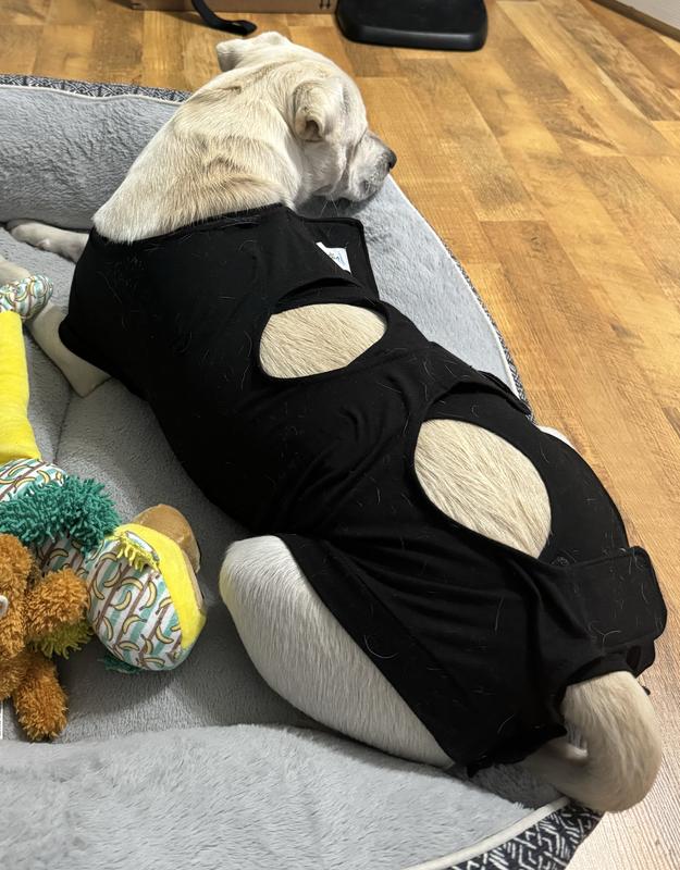 CALM PAWS Calming Recovery Dog Vest, Large - Chewy.com