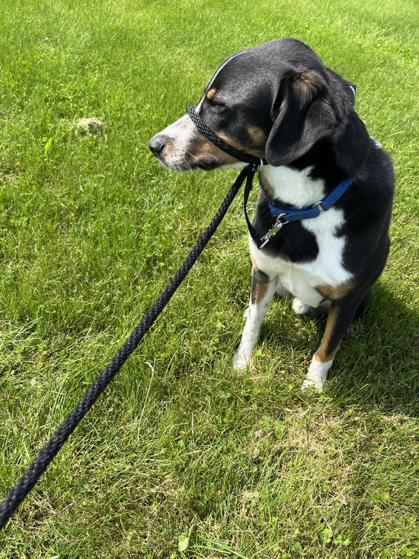 HEATHER'S HEROES The Sidekick Transitional Dog Training Leash, Blue ...