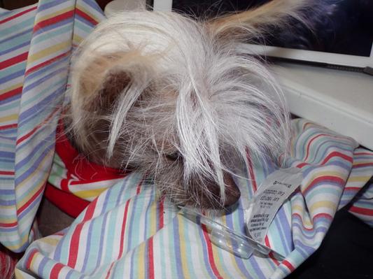 IVERHART MAX Chew for Dogs, 6-12 lbs, (Purple Box), 6 Chews (6-mos ...