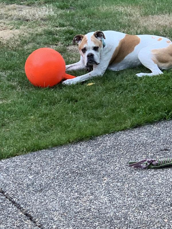 JOLLY PETS Tug-n-Toss Dog Toy, Orange, 8-in - Chewy.com