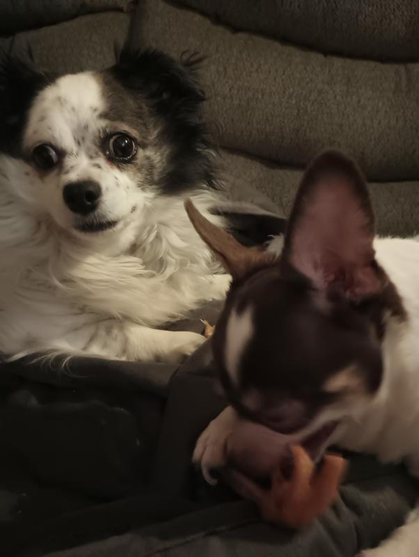 New Version Available - PEDIGREE Dentastix Beef Mini Dental Dog Treats ...