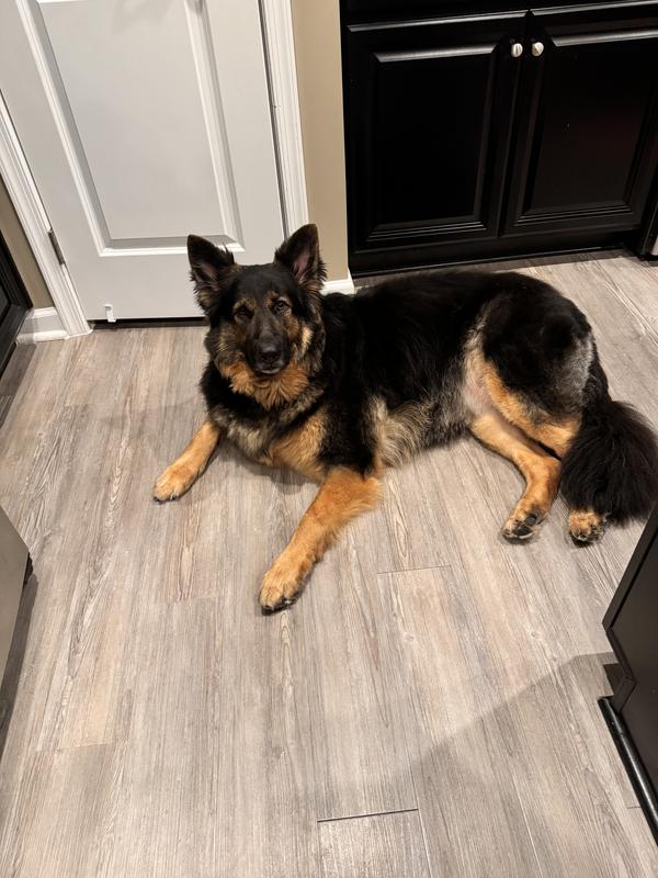 NEO-PREDEF with Tetracaine Topical Powder for Dogs, Cats & Horses, 15 ...