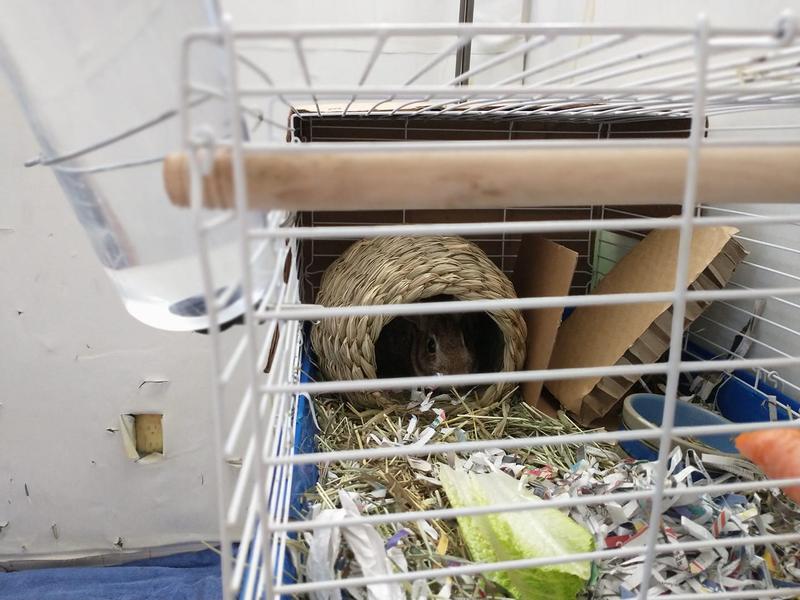 OXBOW Timothy Club Bungalow Small Animal Hideout, Large - Chewy.com