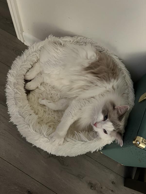 FRISCO Long Faux Fur Elevated Cat Bed, Ivory - Chewy.com