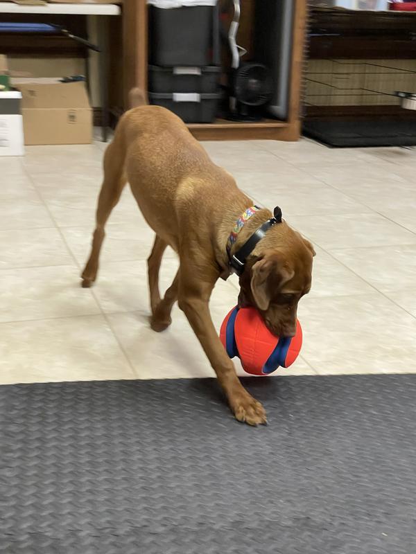 CHUCKIT! Kick Fetch Ball Dog Toy, Large - Chewy.com