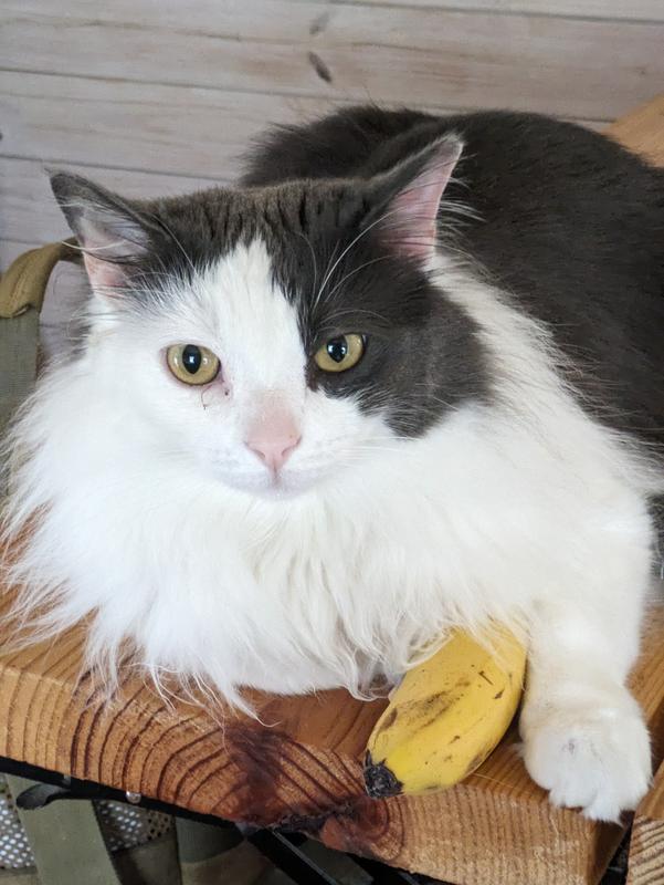 FLUOXETINE HCL COMPOUNDED Transdermal for Cats, 5-mg/0.1 mL, 6 mL, 2 ...