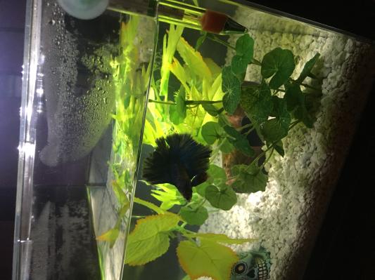 TETRA LED Cube Kit Fish Aquarium, 3-gal - Chewy.com