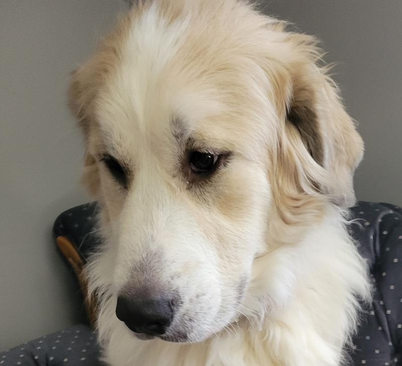 INSTINCT Raw Boost Mixers Tranquility Recipe Calming Grain-Free Freeze ...