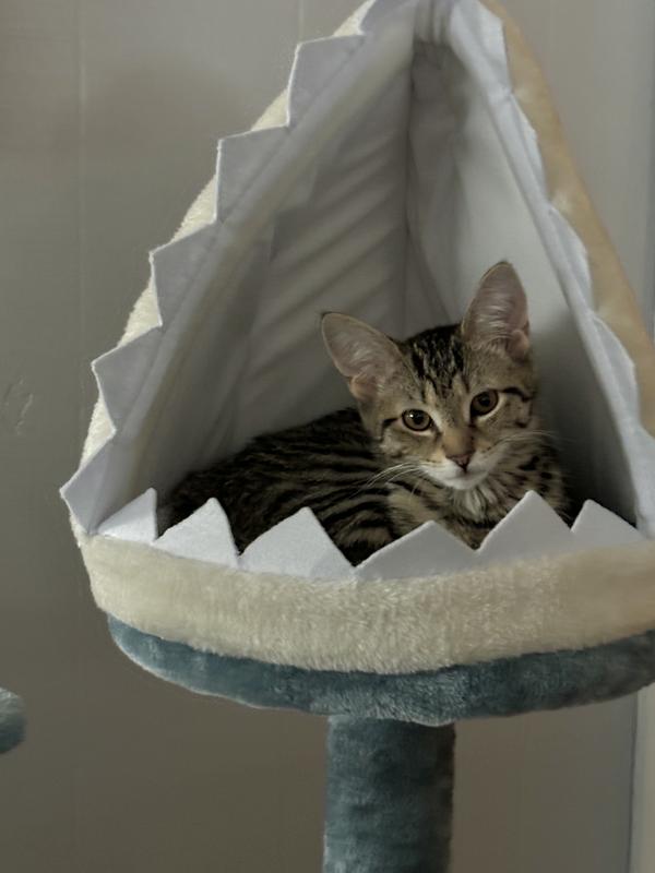 YAHEETECH Ocean-Themed Multi-Level Cat Tree, 45.5-in - Chewy.com