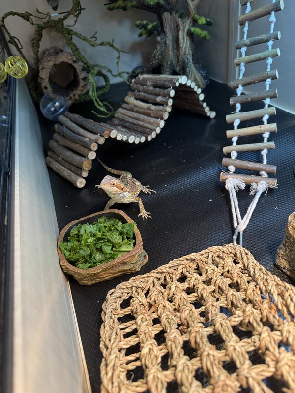 SUNGROW Bearded Dragon & Leopard Gecko Wooden Ladder, Reptile Bridge ...