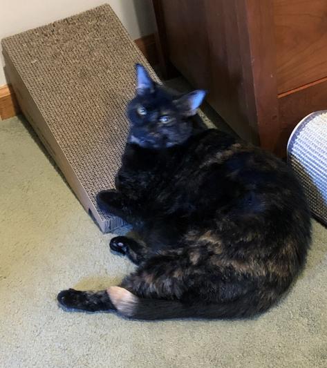 BEST PET SUPPLIES Catify Slope Catnip Scratcher Cat Toy, 2 count ...