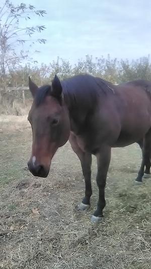 THYRO-L (levothyroxine sodium) Powder for Horses, 1-lb - Chewy.com