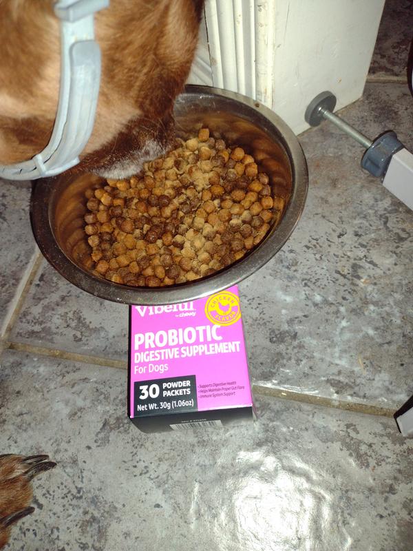 VIBEFUL Probiotic Gastrointestinal Support Powder Digestive Supplement ...