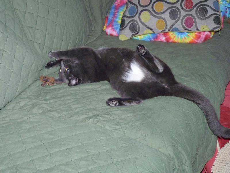 OURPETS Batting Practice Interactive Cat Toy - Chewy.com