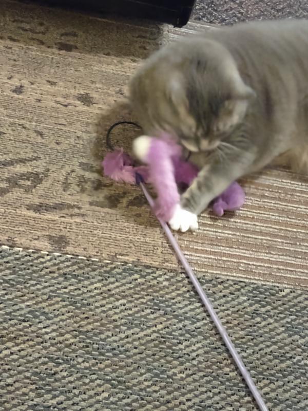 FRISCO Halloween Ghost & Fabric Teaser Wand Cat Toy with Catnip - Chewy.com