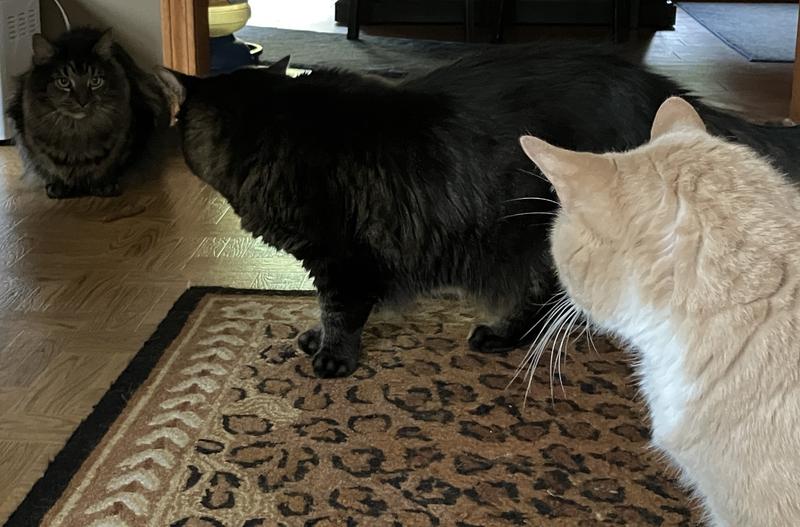 TINY TIGER, Meaty Tenders Cat Treats, Chicken Recipe, 10 count - Chewy.com