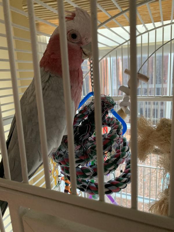 SUPER BIRD CREATIONS Rope Bungee Bird Perch, Color Varies, Medium ...