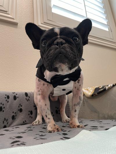 FRISCO Formal Dog & Cat Tuxedo, Black, XX-Large - Chewy.com