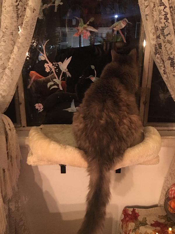 FRISCO Plush Cat Window Perch with Removable Bolster - Chewy.com