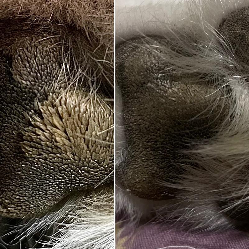 DERMOSCENT BioBalm Skin Repairing Dog Balm, 1.67-oz jar - Chewy.com