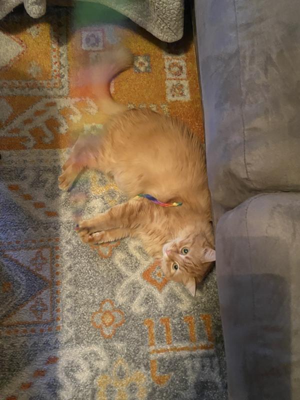 VETOQUINOL Pill Wrap for Dogs & Cats, 4-oz - Chewy.com