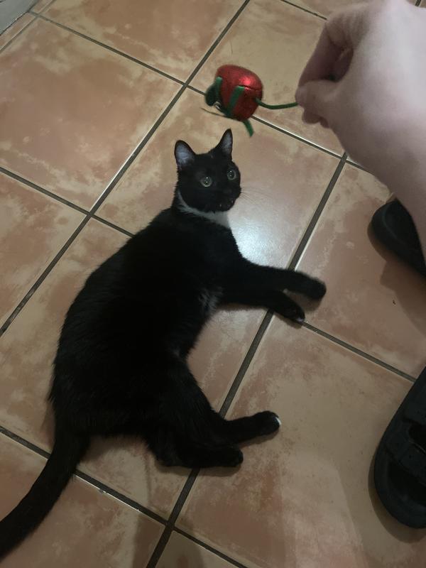 FRISCO Holiday Mice Plush Cat Toy with Catnip, 5 count - Chewy.com