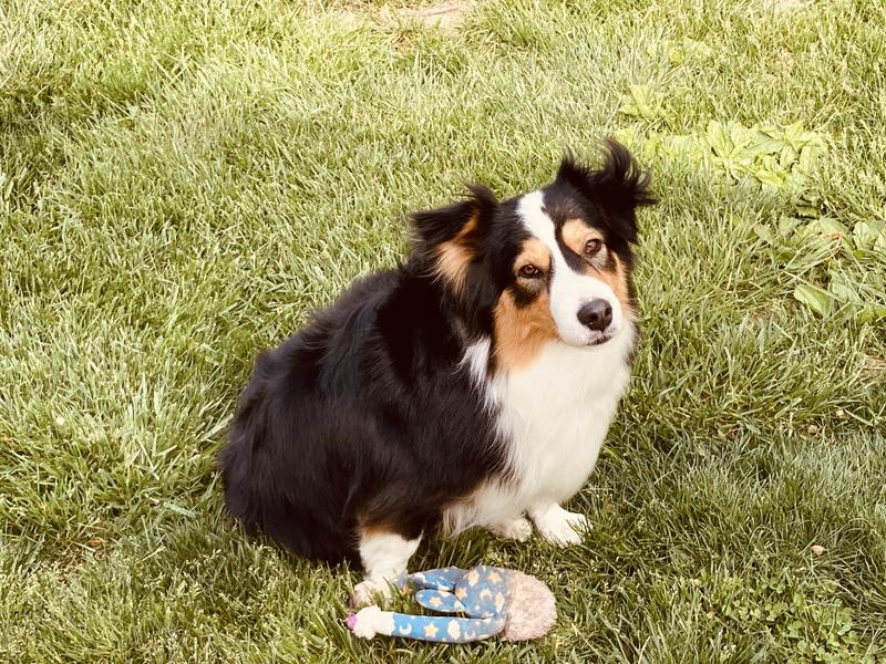 DIAMOND Performance Formula Adult Dry Dog Food, 40-lb bag - Chewy.com