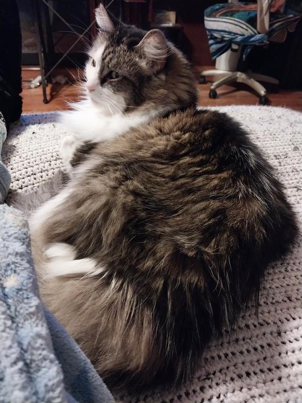 PURINA PRO PLAN VETERINARY DIETS UR St/Ox Urinary Dry Cat Food, 6-lb ...