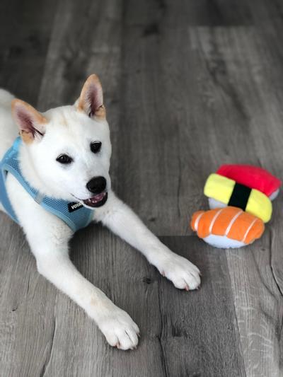 P.L.A.Y. PET LIFESTYLE AND YOU International Classic Food Sushi Squeaky ...