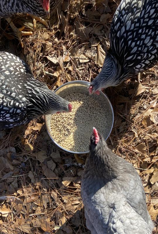 NUTRENA Nature Smart Organic Layer Feed Layer 16% Protein Pellet ...