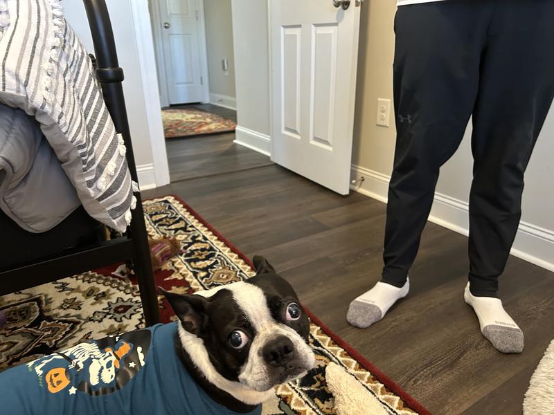 KONG Cozie Spunky the Monkey Dog Toy, Medium - Chewy.com