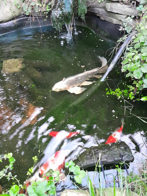 NUTRENA Nature's Canvas Koi Fish Food, 20-lb bag - Chewy.com