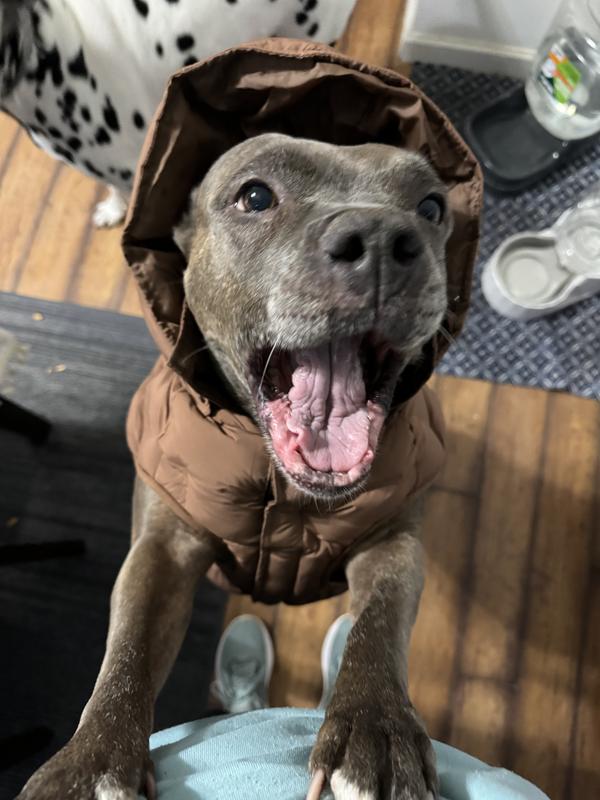 FRISCO Mediumweight Quilted Dog & Cat Puffer with Removable Hood, Blue ...