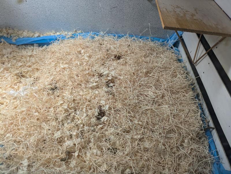 EATON PET & PASTURE USA Grown & Sustainably Harvested Bird Nesting Pad ...