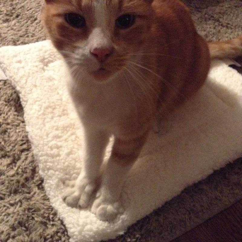 FRISCO Reversible Square Cat Pad, Calico Cat - Chewy.com