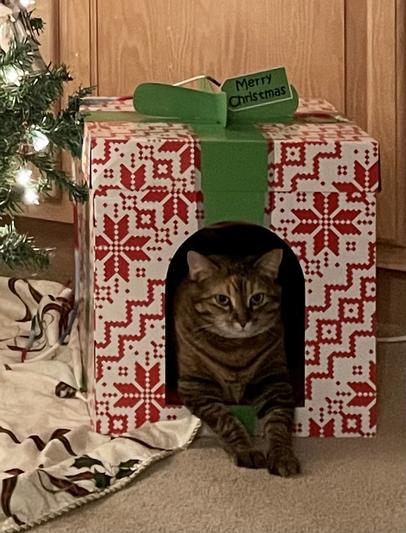 FRISCO Holiday Gift Box Cardboard Cat House Cat Toy - Chewy.com