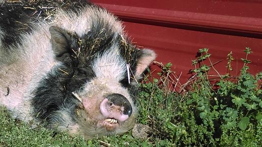 KRUSE'S PERFECTION BRAND Pellet Mini Pig Food, 50-lb bag - Chewy.com