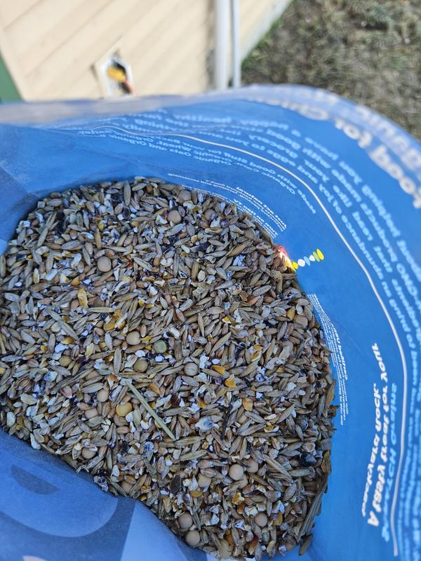 HEN UP Scratch Grains Organic Non-GMO 10% Protein Chicken Feed, 25-lb ...