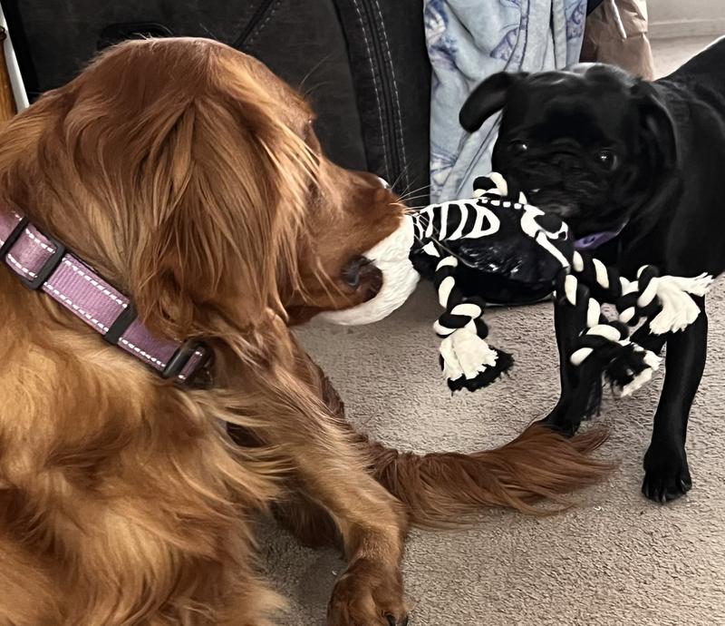 FRISCO Halloween Skeleton Plush with Rope Squeaky Dog Toy, Medium/Large ...