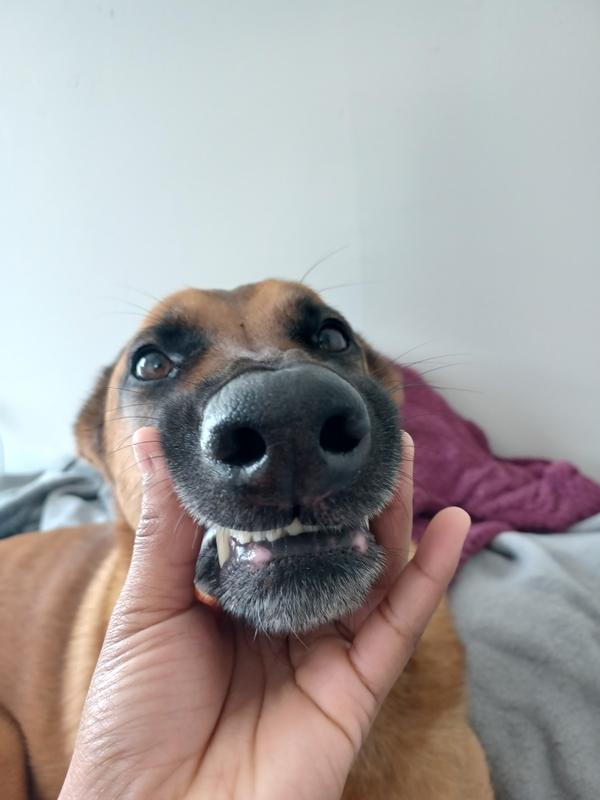 JOLLY PETS 10" Push-n-Play Ball Dog Toy, Purple - Chewy.com