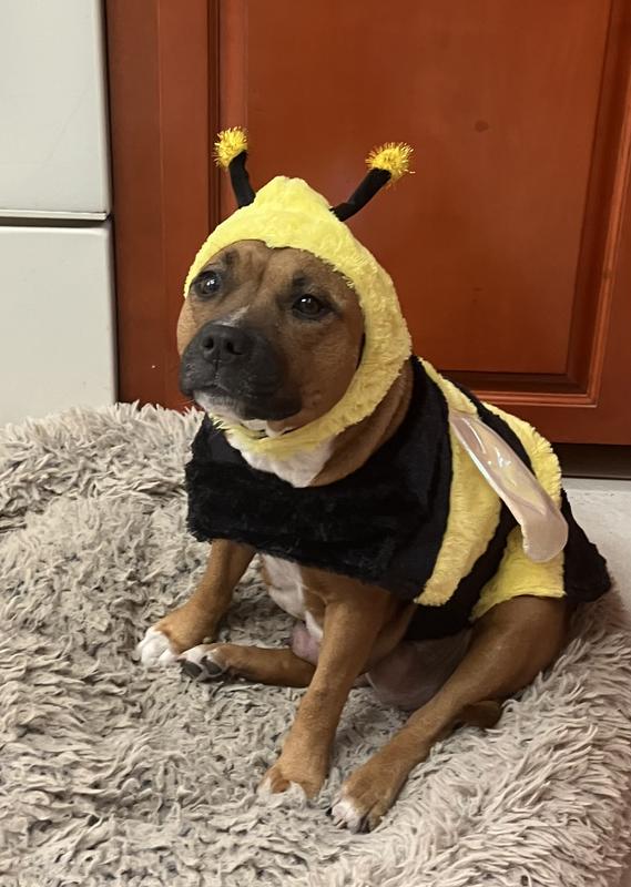 FRISCO Bumble Bee Dog & Cat Costume, Medium - Chewy.com