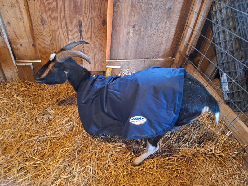 Temporarily Unavailable - WEATHERBEETA Deluxe Goat Coat, Navy, X-Small ...