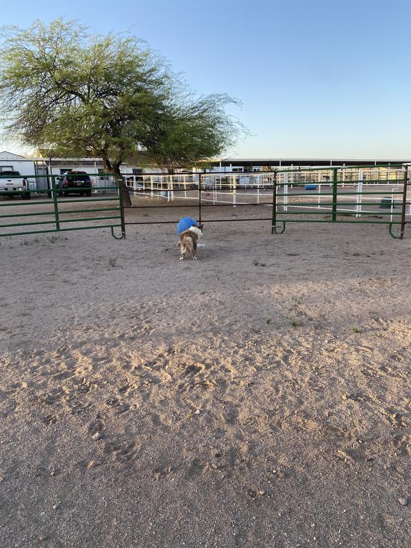 HERDING BUDDY Ball Dog Toy, Blue, 18-in - Chewy.com